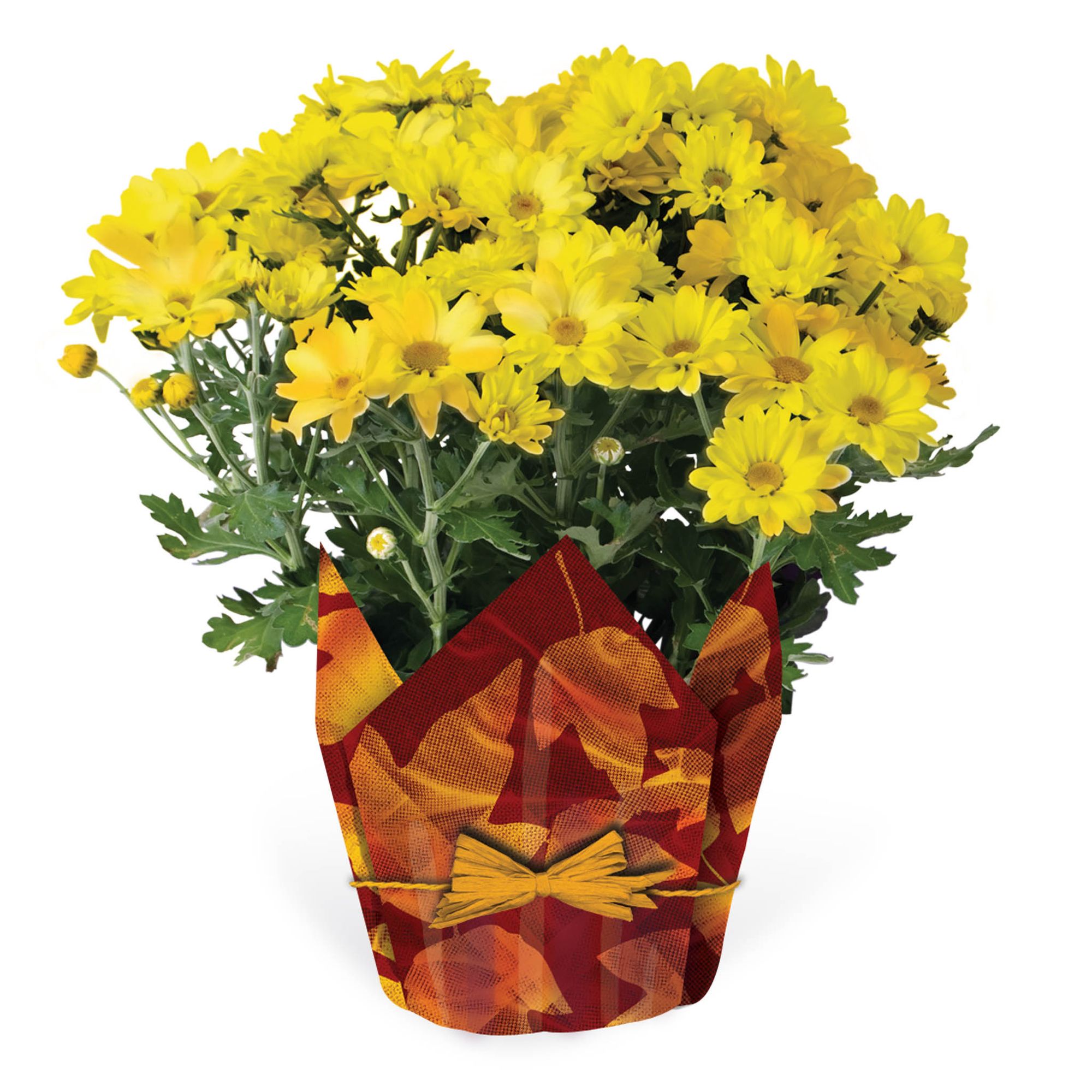 Pot Covers and Over Pots from A·ROO Company