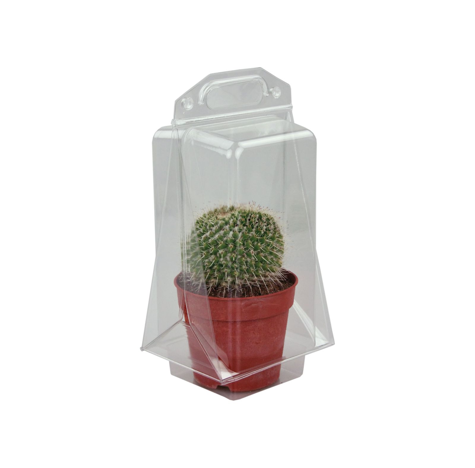 Voges Cactus Blisters | A-ROO Company