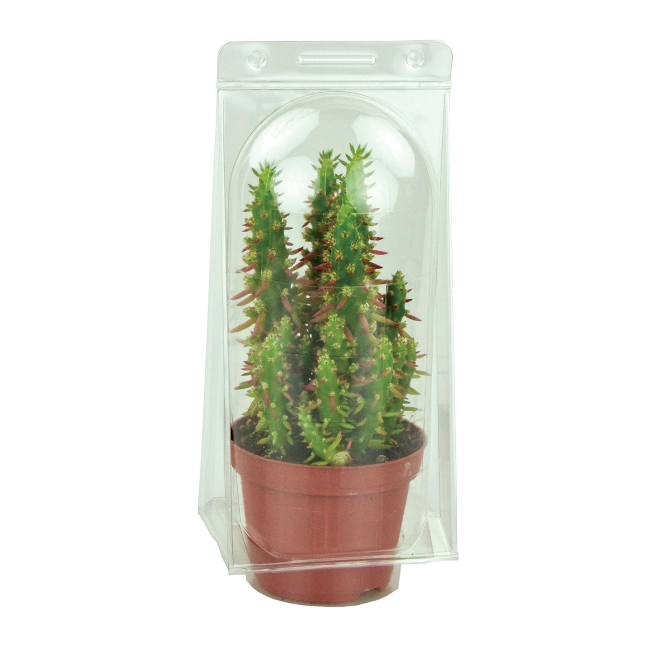 Voges Cactus Blisters | A-ROO Company