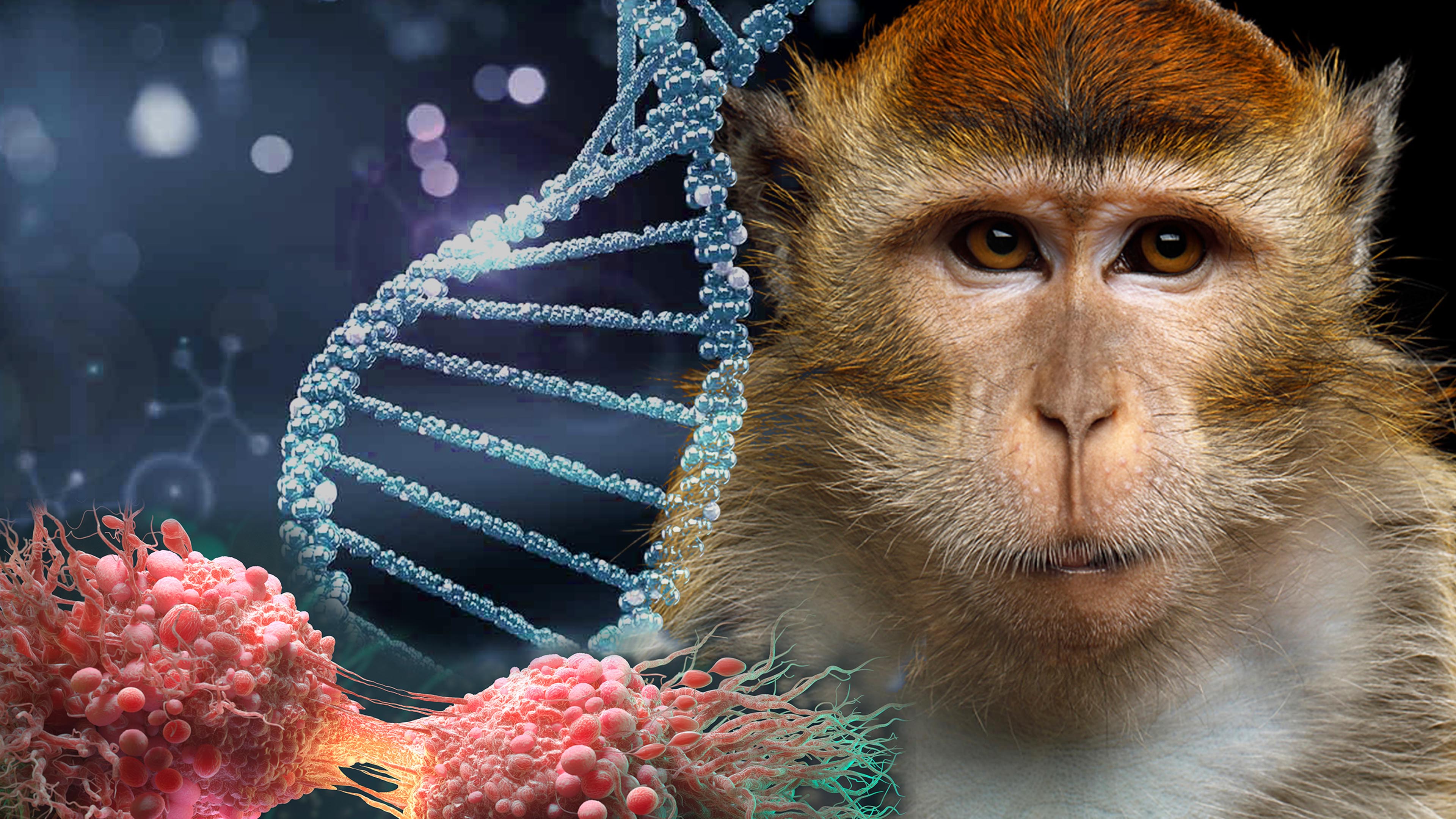 Synthesit researches & sertifications. Oncology and experiments on monkeys