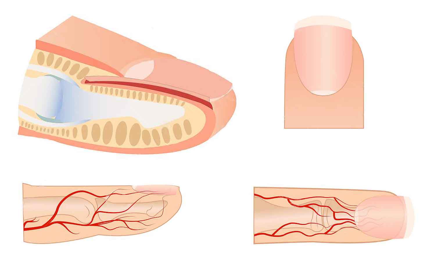 What problems Synthesit helps to solve? Hair & nails