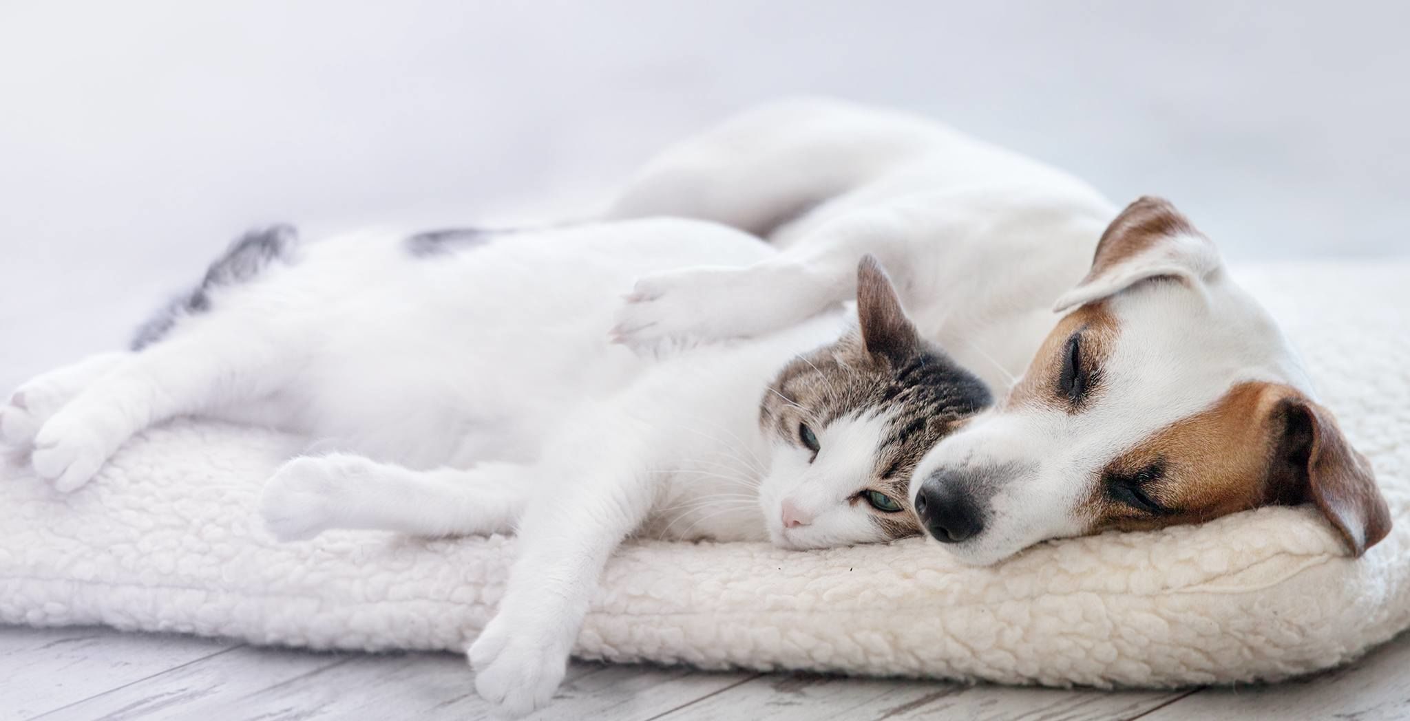 In-Home Pet Euthanasia - CodaPet