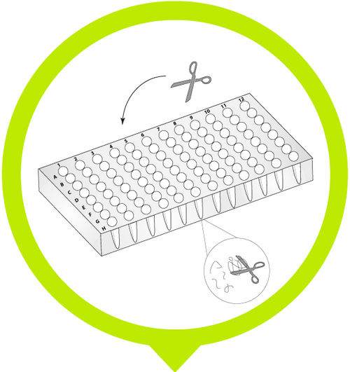 Smile! High throughput sample preparation simplified | PreOmics