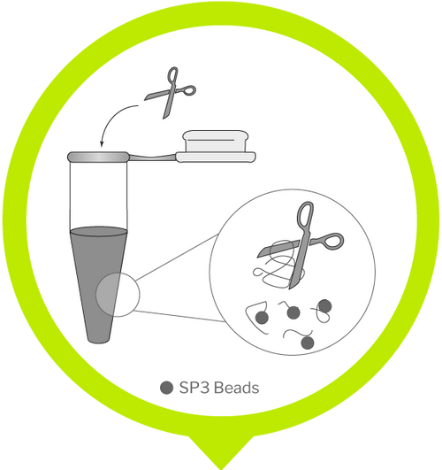 Smile! SP3-based sample preparation simplified | PreOmics