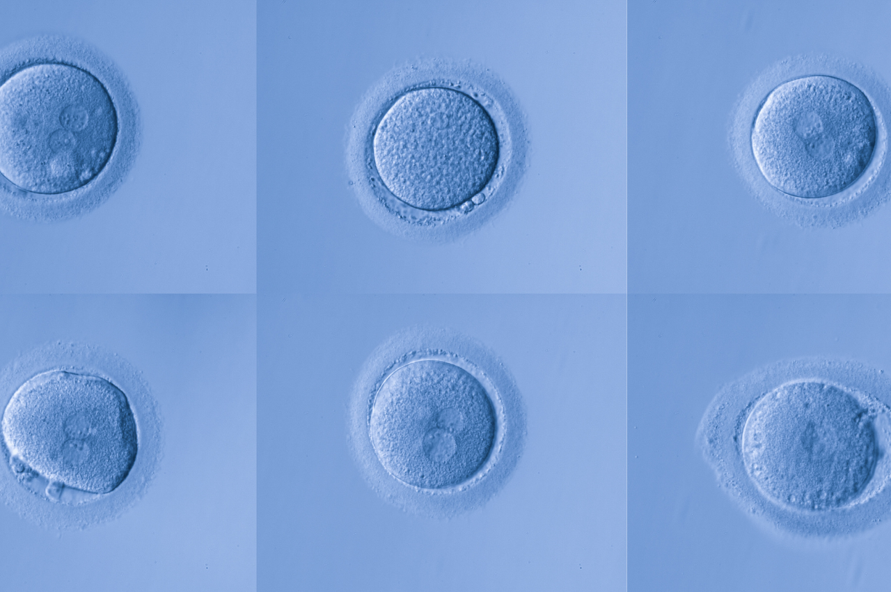 How Many Times Should I Freeze My Eggs?