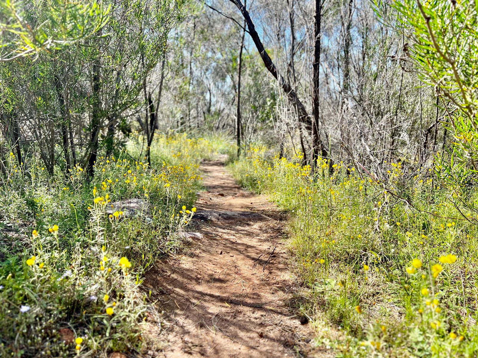 The Ngadju Native Aboriginal Title Corporation