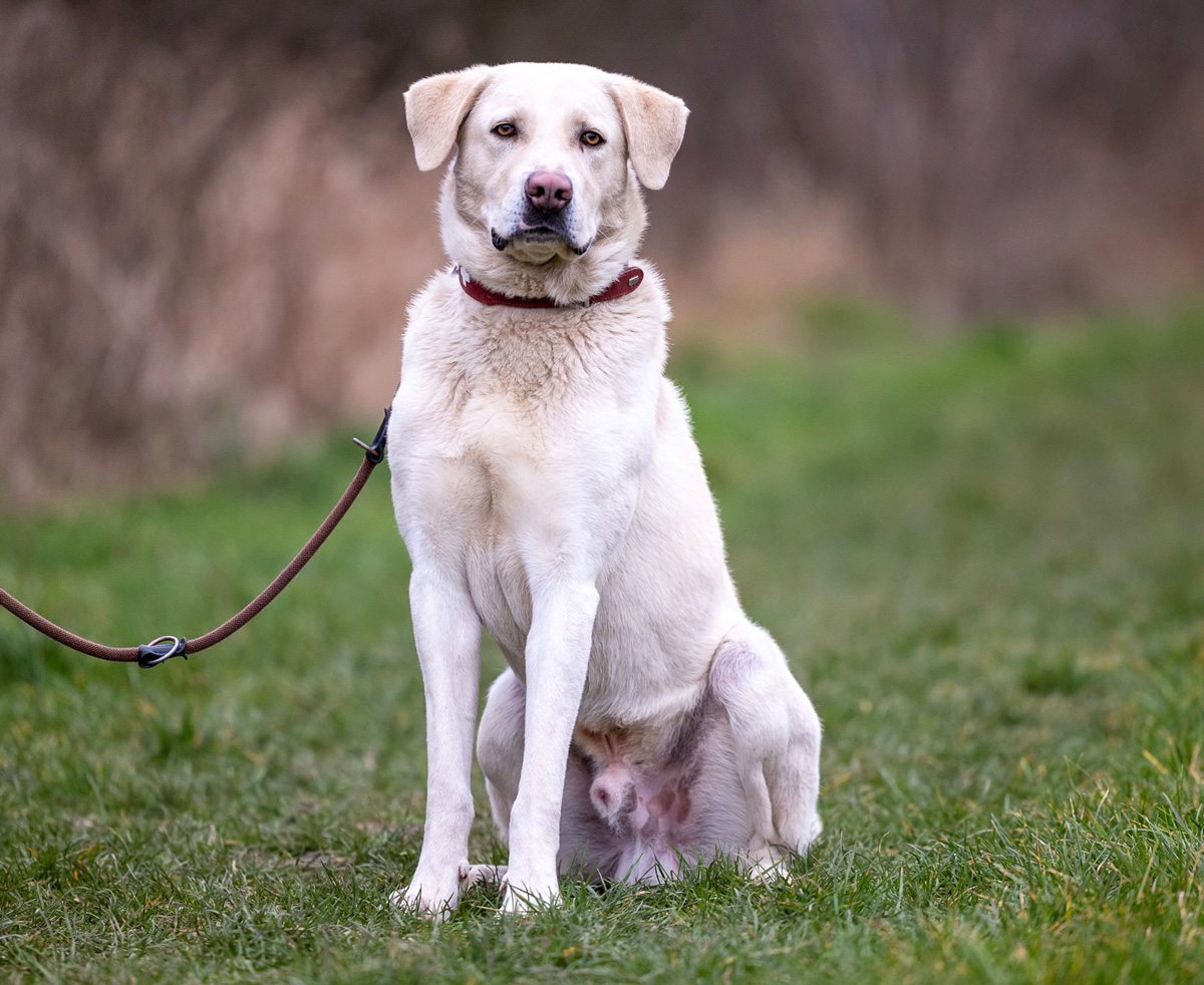 Monte | Vermittlungsportal der Hilfe für HSH e.V.