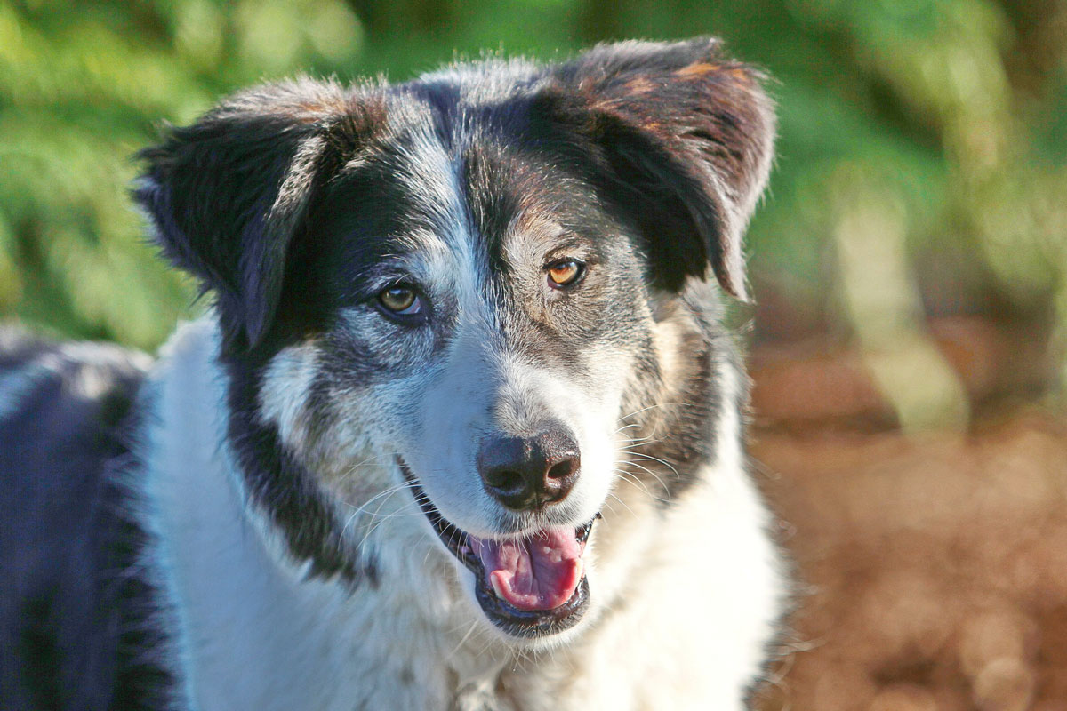 Vasko | Vermittlungsportal der Hilfe für HSH e.V.