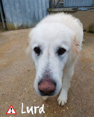 Lurd | Vermittlungsportal der Hilfe für HSH e.V.
