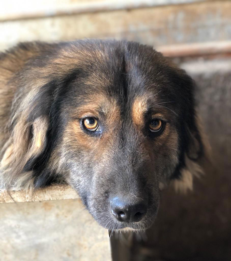 Gweny Vermittlungsportal Der Hilfe Für Hsh E V