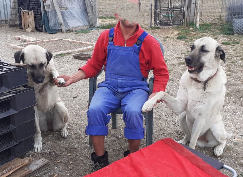 Sultan | Vermittlungsportal der Hilfe für HSH e.V.