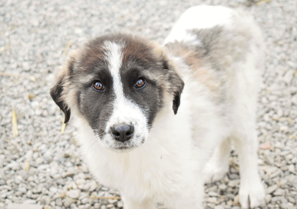 Quian | Vermittlungsportal der Hilfe für HSH e.V.