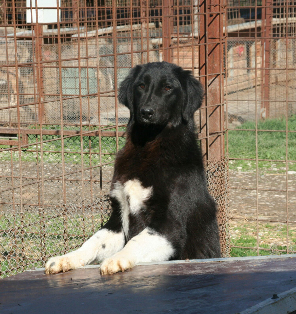 Parker | Vermittlungsportal der Hilfe für HSH e.V.