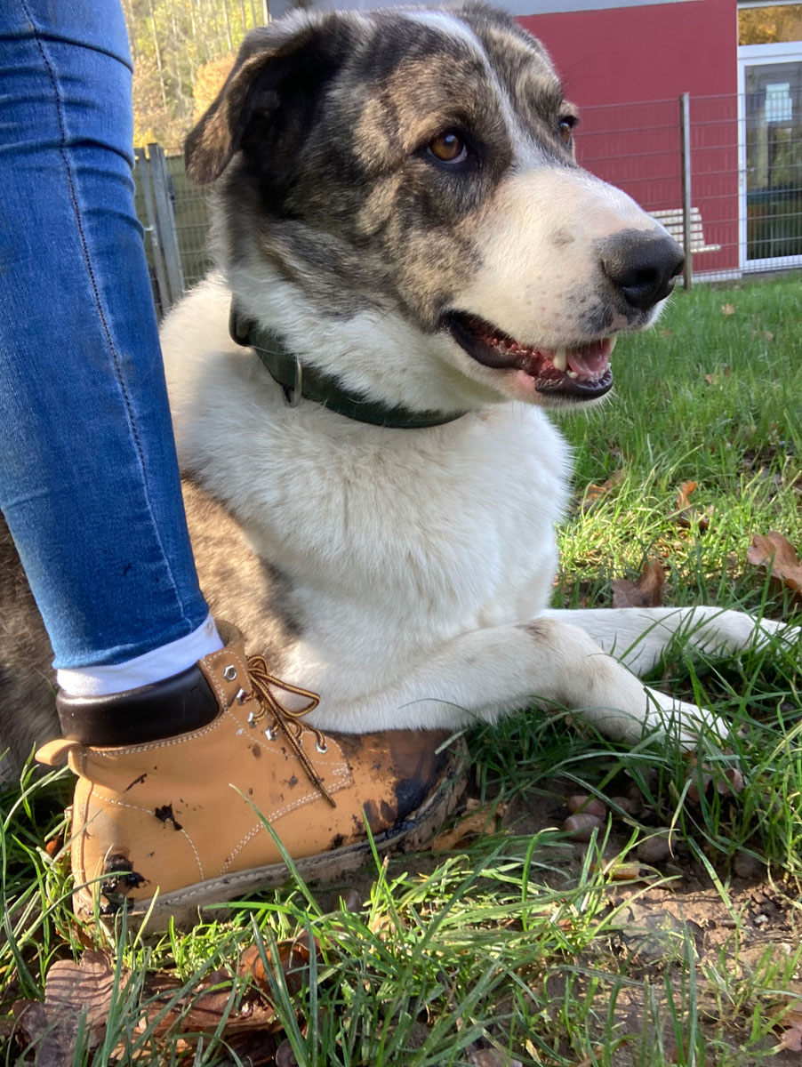 Picasso | Vermittlungsportal der Hilfe für HSH e.V.