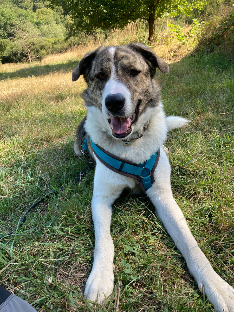 Picasso | Vermittlungsportal der Hilfe für HSH e.V.