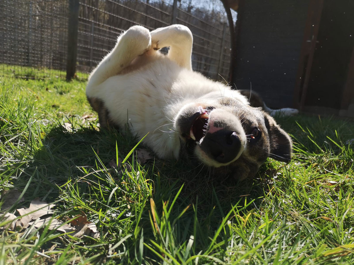 Picasso | Vermittlungsportal der Hilfe für HSH e.V.