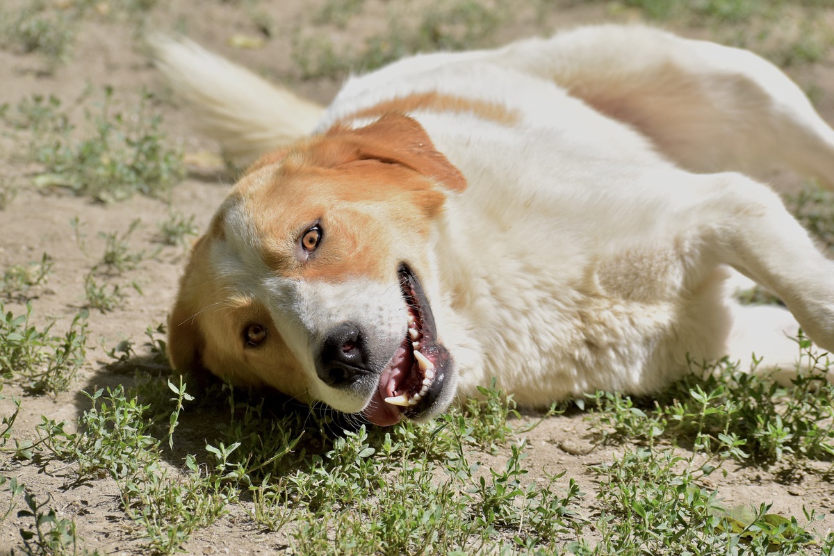 Balou | Vermittlungsportal der Hilfe für HSH e.V.