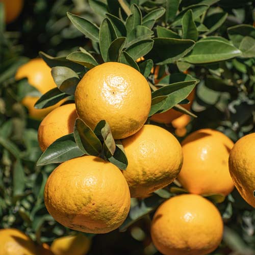 Citrus