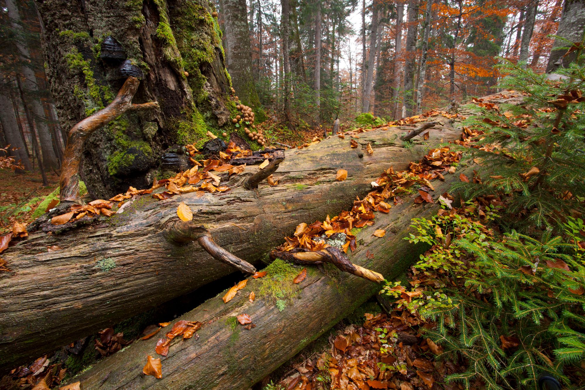 UNESCO Weltnaturerbe Wildnisgebiet Dürrenstein-Lassingtal