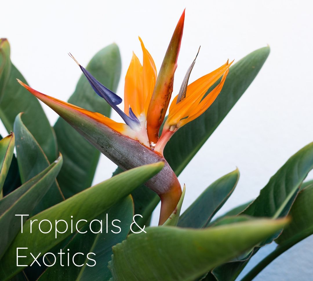 Texture Plants | Exotic Plants For Your Dream Home