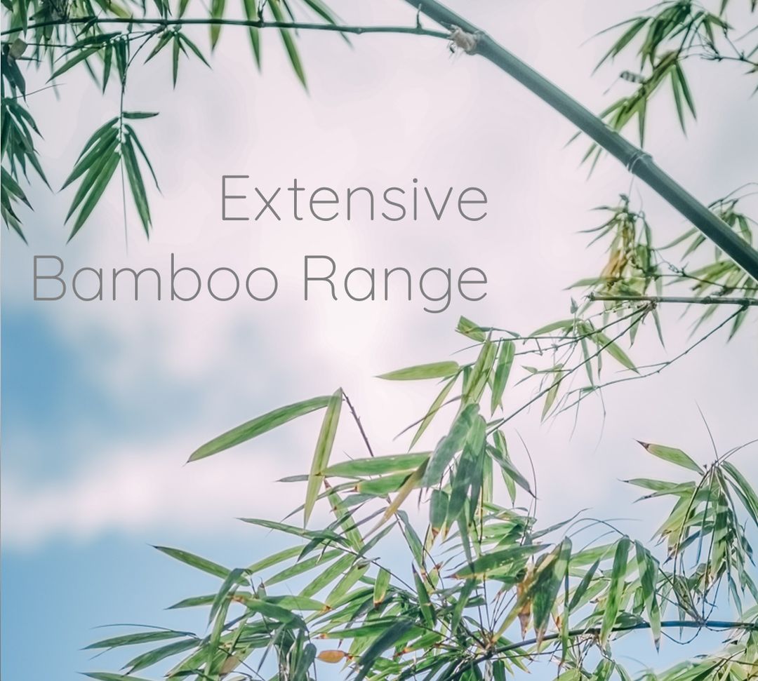 Texture Plants | Exotic Plants For Your Dream Home