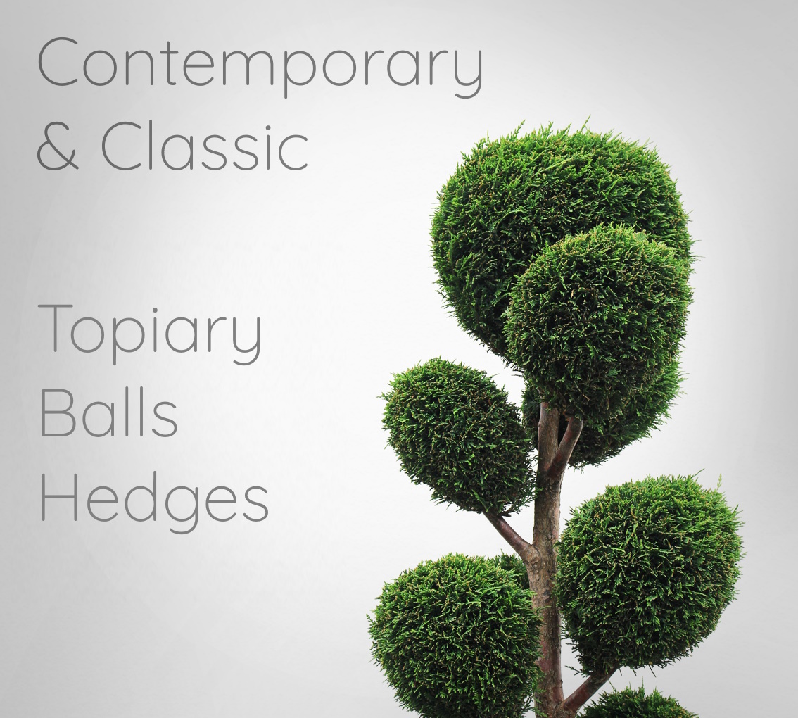 Texture Plants | Exotic Plants For Your Dream Home