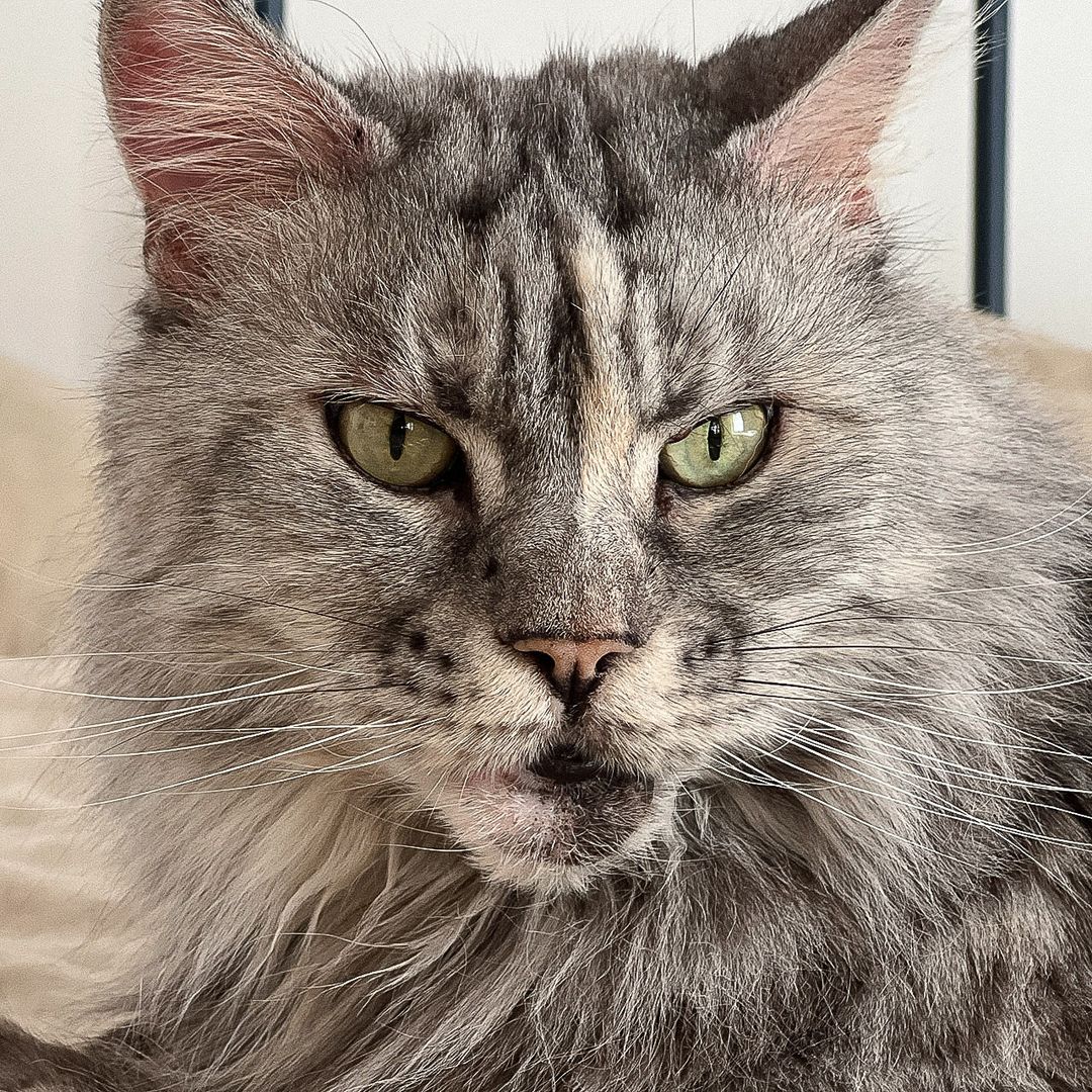 Midjourney /blend Explained | Guide | Andrei Kovalev’s Midguide