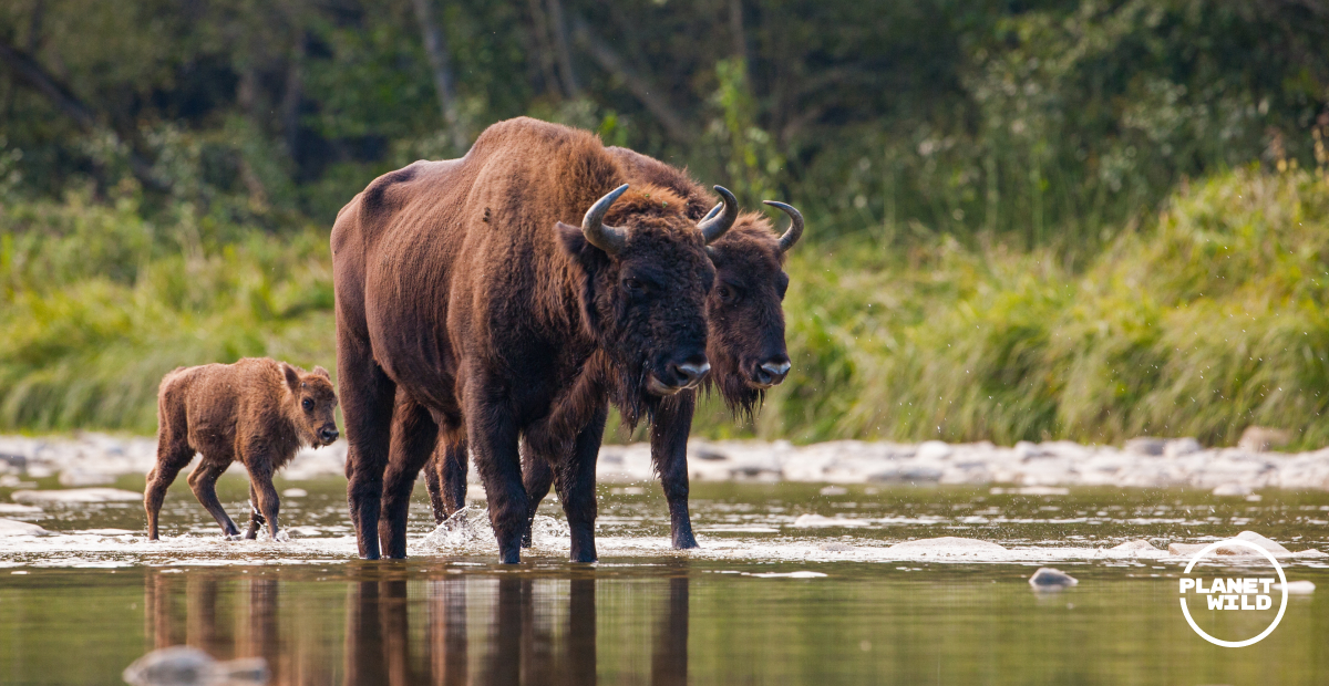 We helping bring the bison back to Europe · Planet Wild