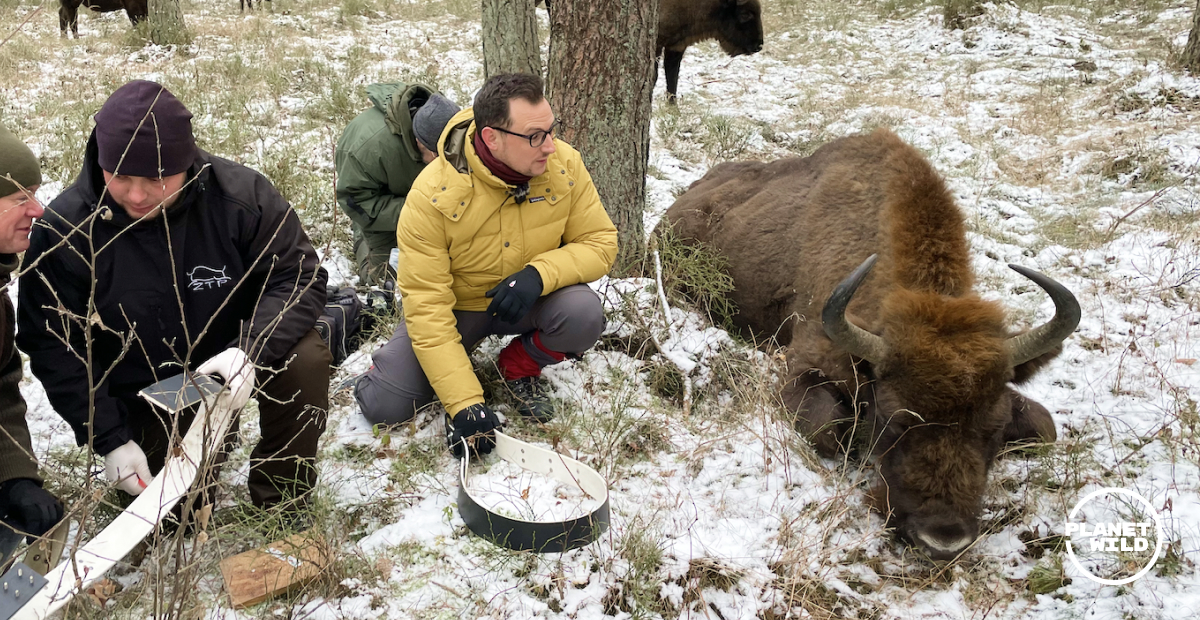 European Bison Hunting