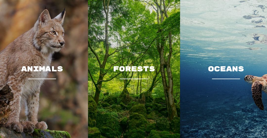 Planet Wild · Let's restore the planet, one mission at a time