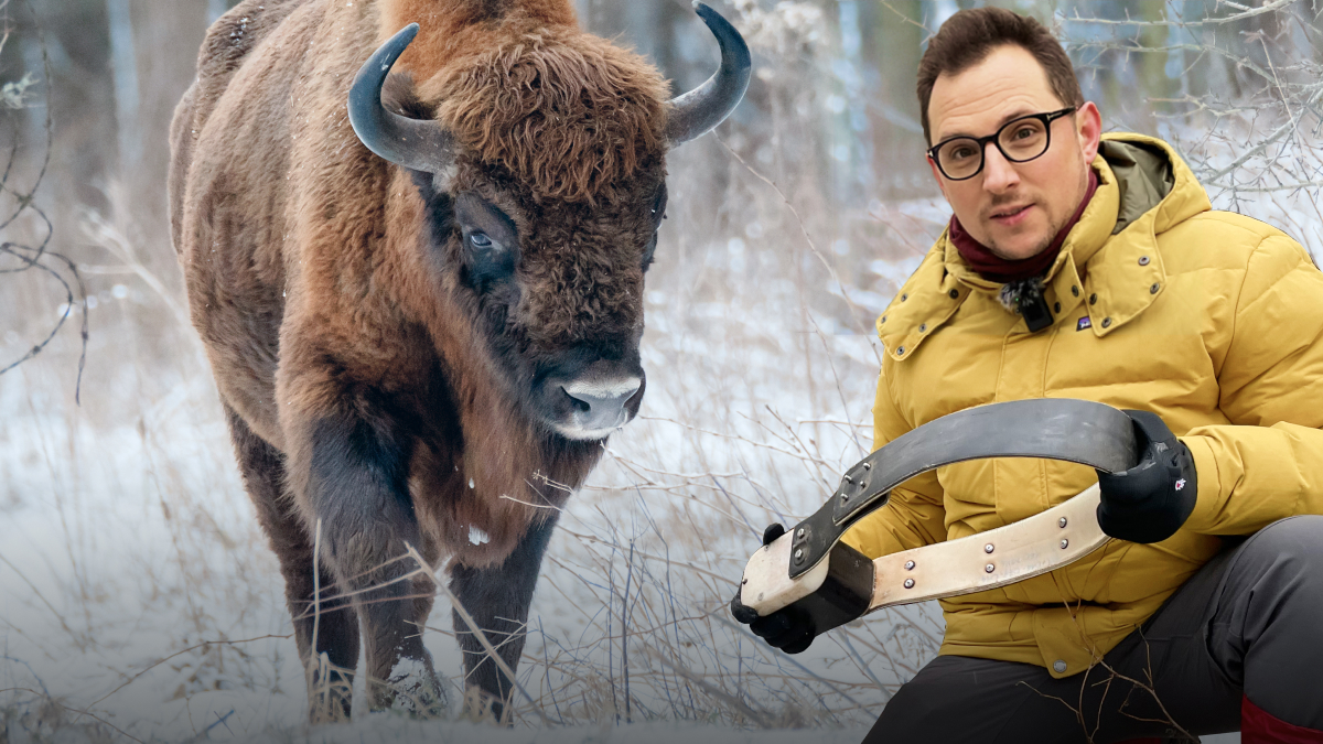 European Bison Hunting