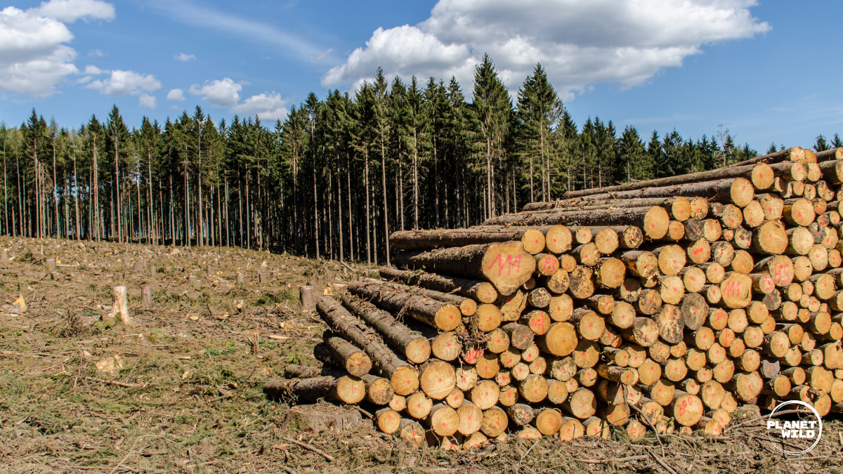 We are resurrecting an iconic forest · Planet Wild