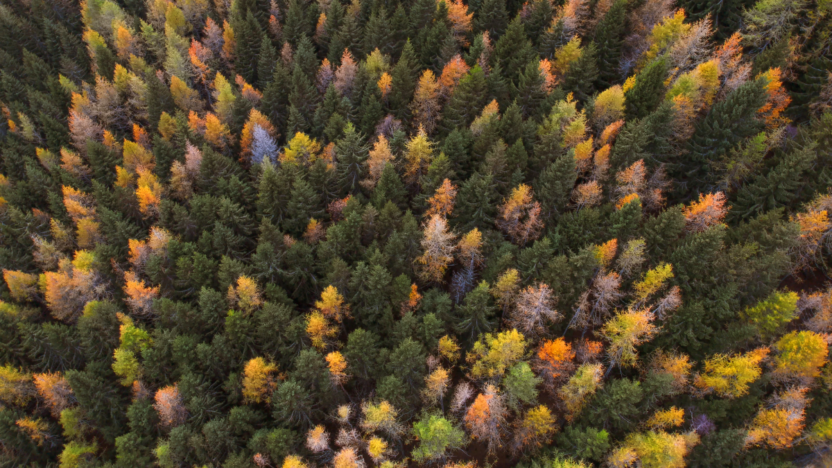 Monoculture, “Green Deserts” and 5 ways to make an impact · Planet Wild