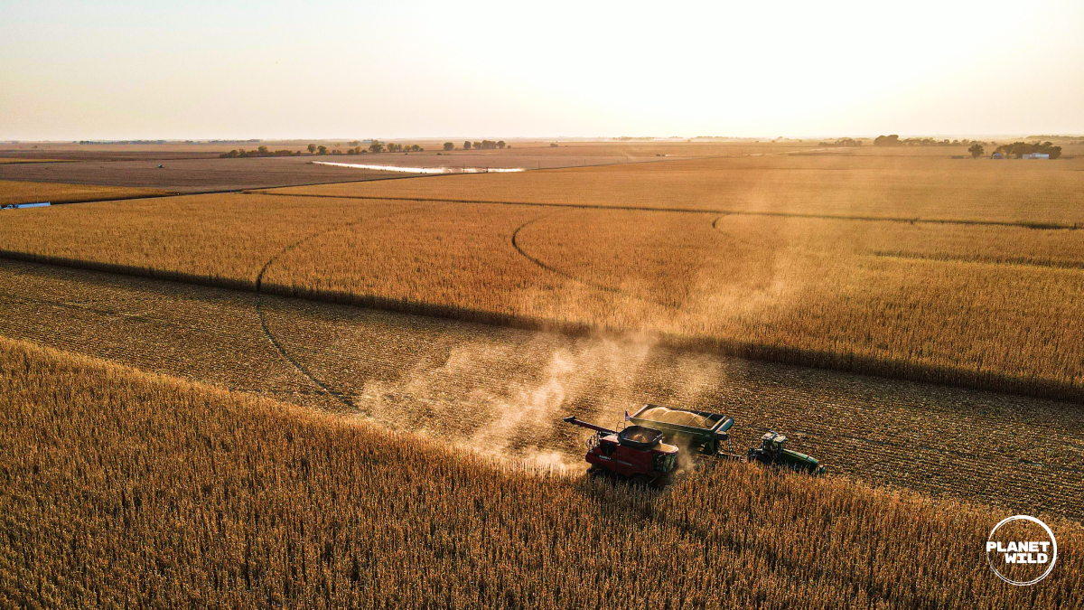 Monoculture, “Green Deserts” and 5 ways to make an impact · Planet Wild