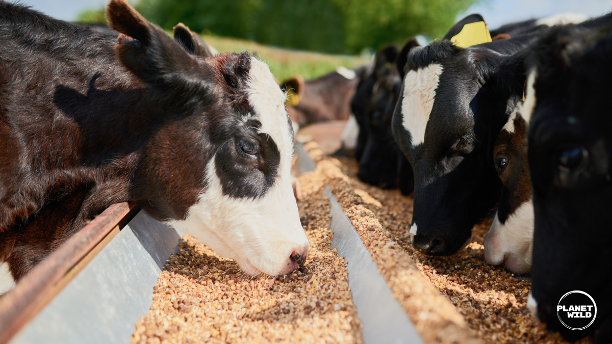 Monoculture, “Green Deserts” and 5 ways to make an impact · Planet Wild