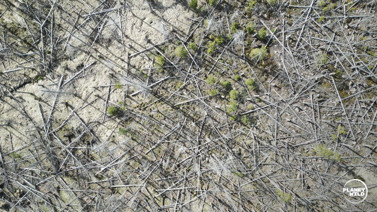 Monoculture, “Green Deserts” and 5 ways to make an impact · Planet Wild