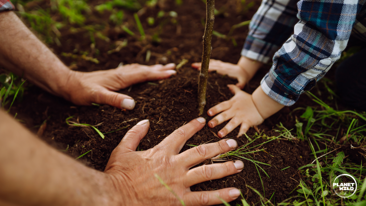 Monoculture, “Green Deserts” and 5 ways to make an impact · Planet Wild