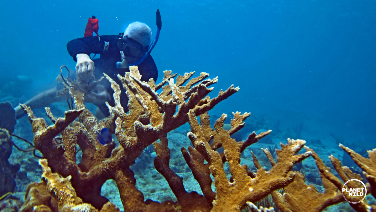 Invasive species: How they are wreaking havoc · Planet Wild