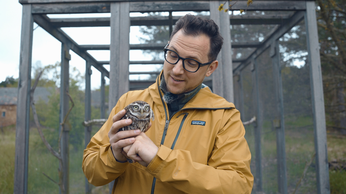 Here S How We Re Bringing Back The Little Owl Planet Wild