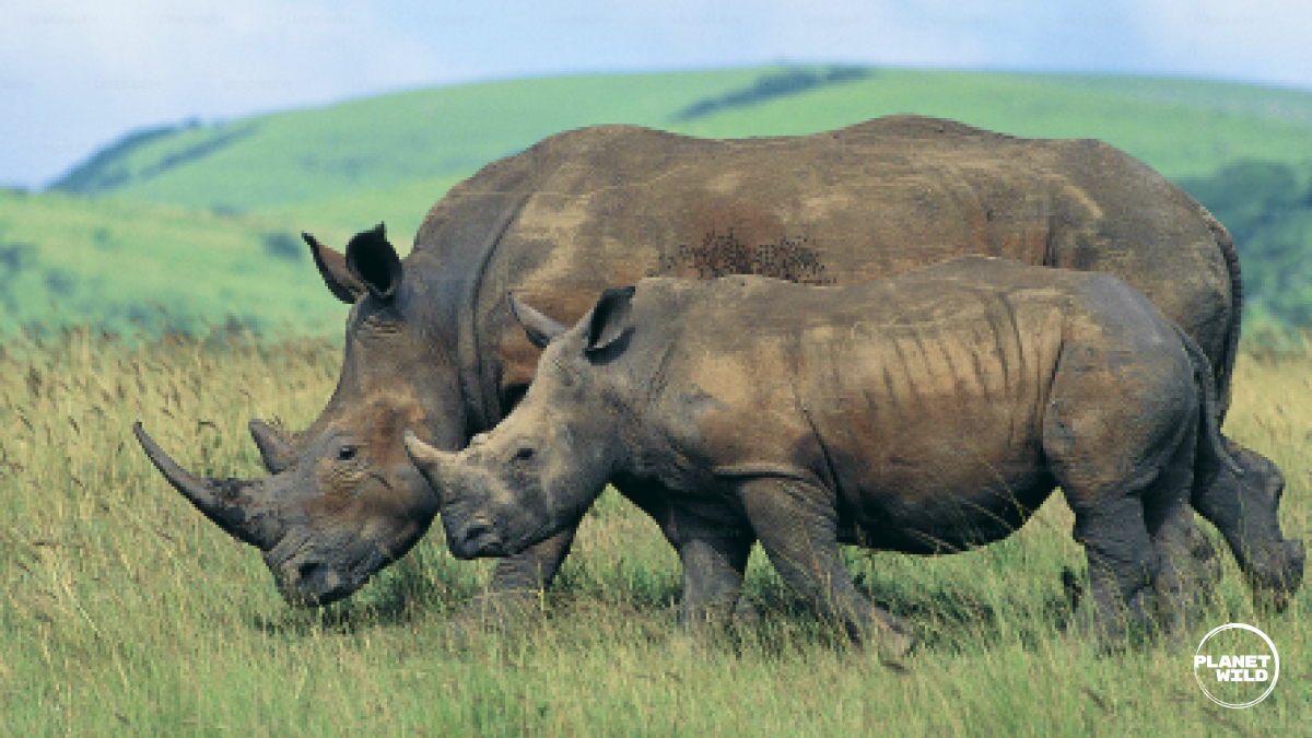 For Nature and Humanity: How rewilding benefits our planet · Planet Wild