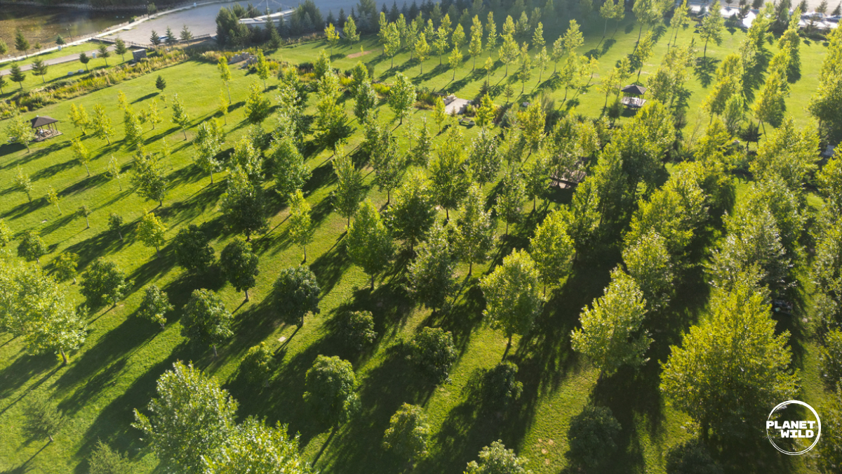 For Nature and Humanity: How rewilding benefits our planet · Planet Wild