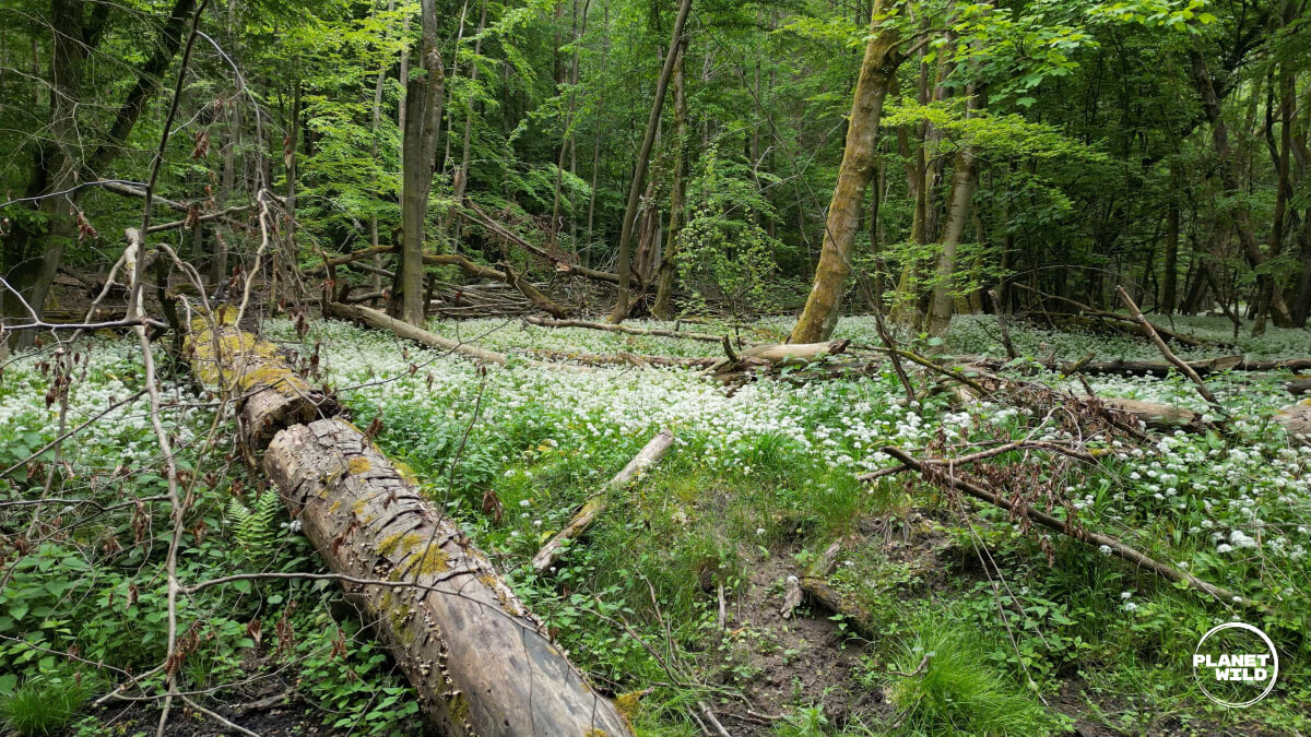 How we’re reviving a poisoned river · Planet Wild