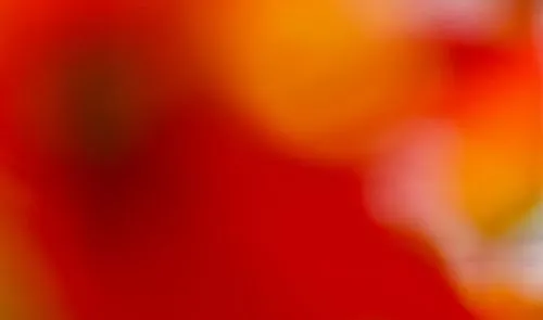 ‍Mindbloom Pricing | Treatment for 75% Less