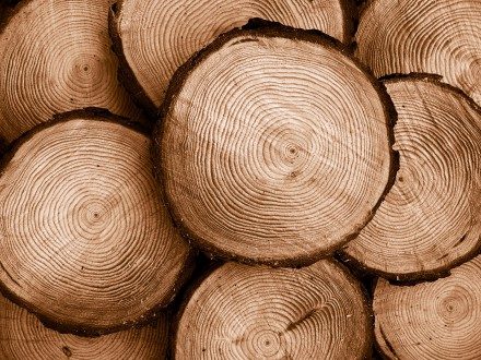 What Is Wood Veneer?