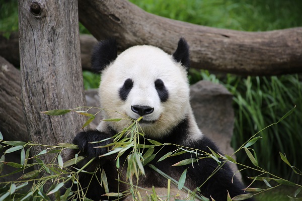 Pandapoep maakt muizen dik