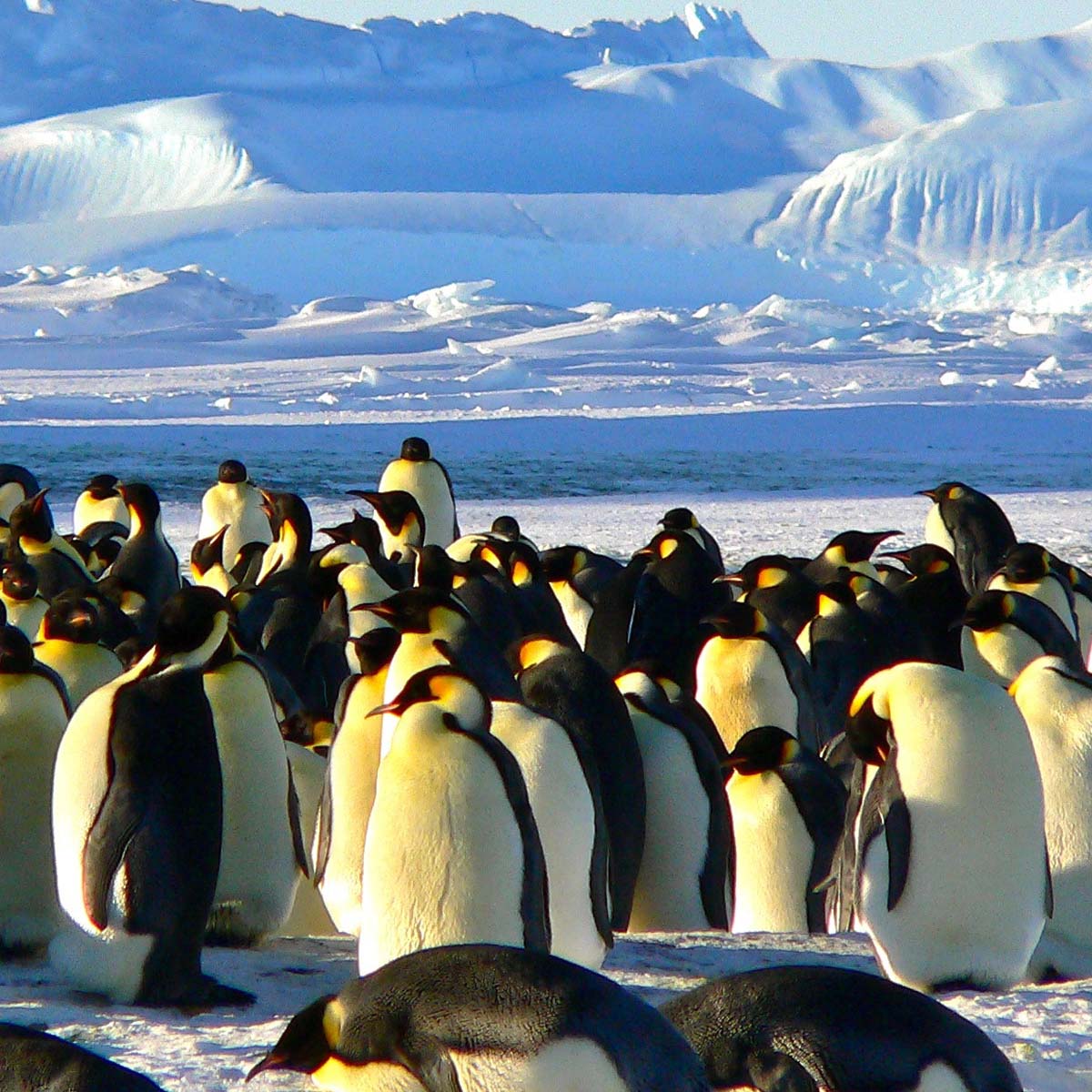 World Penguin Day 2023 - History, Importance & How to Celebrate