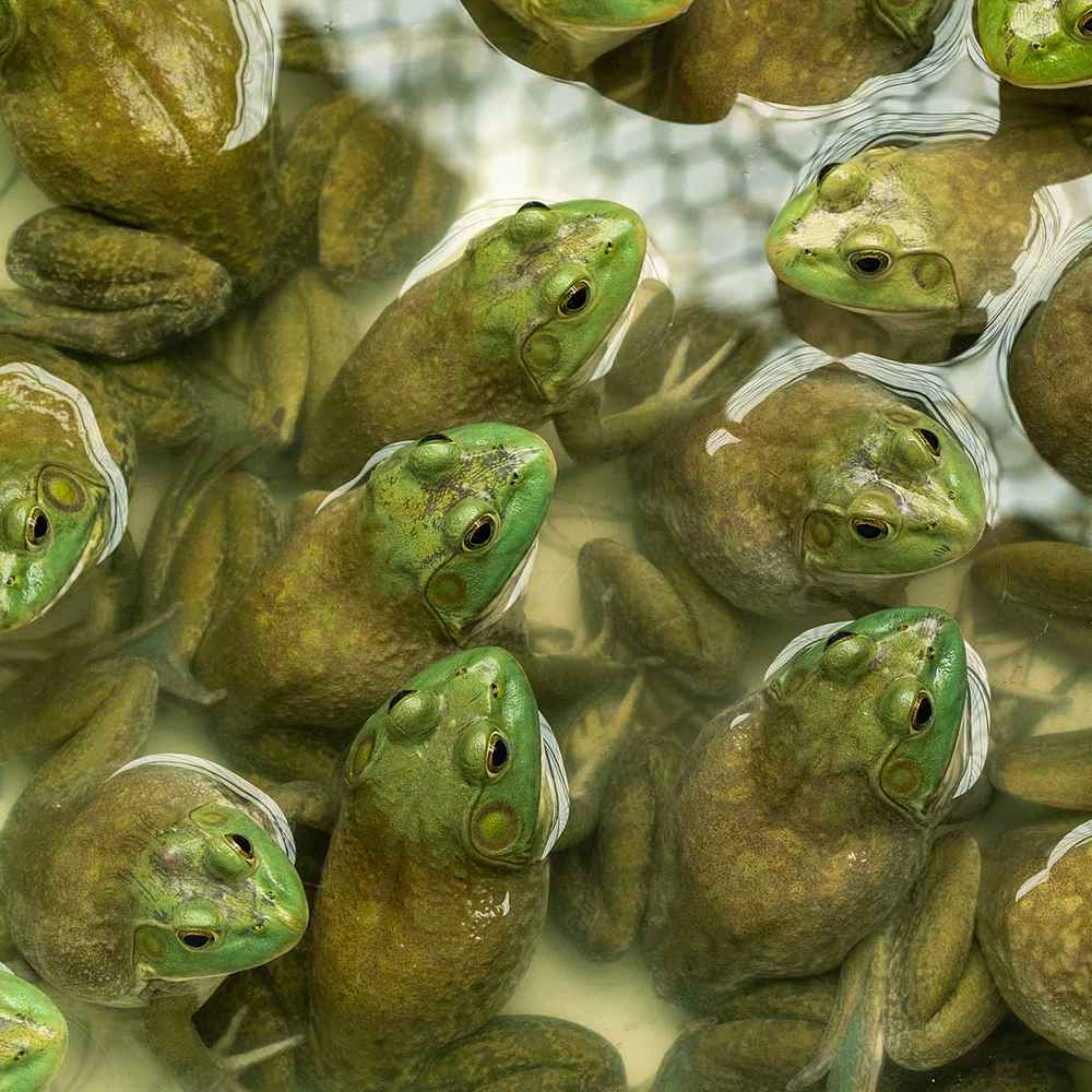 National Llama Day 2023 - History, Importance & How to Celebrate