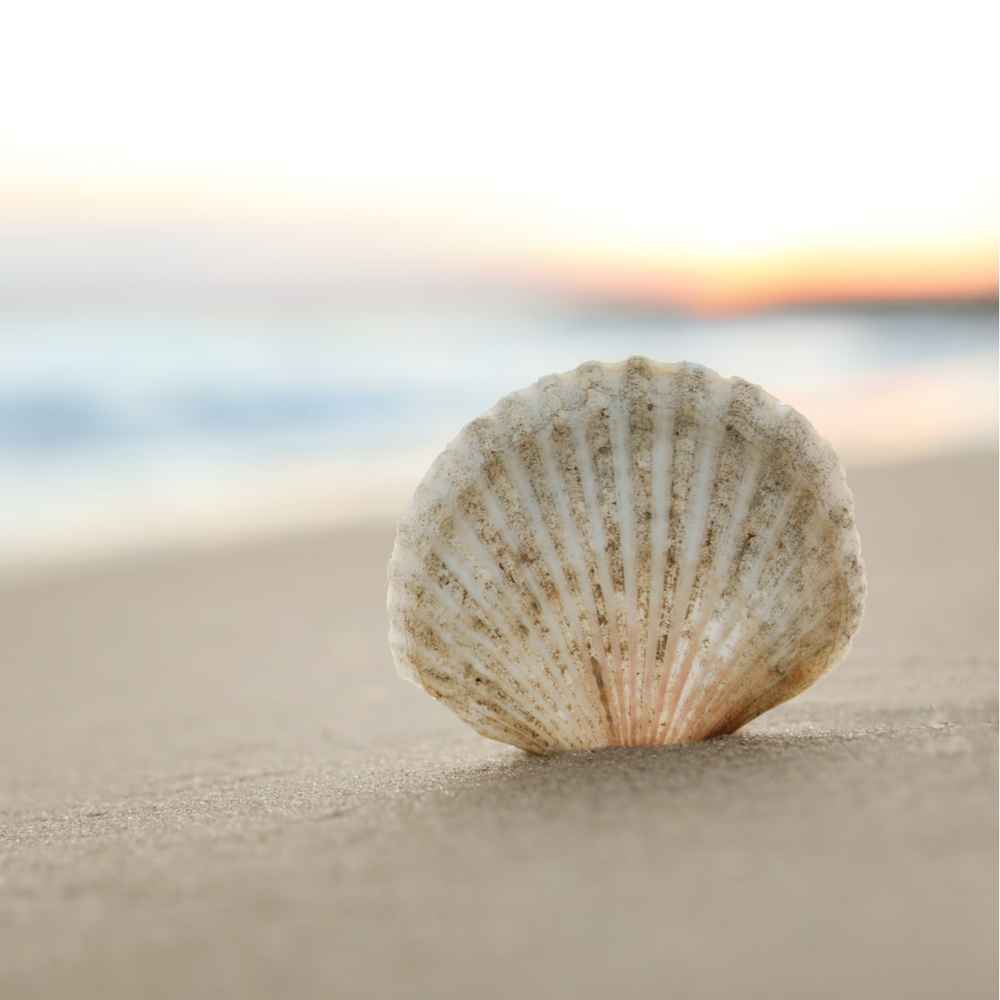 National Seashell Day 2023 - History, Importance & How to Celebrate