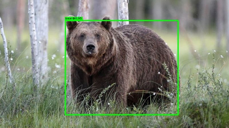 Bear Detector | CVEDIA | AI Video Analytics for any hardware
