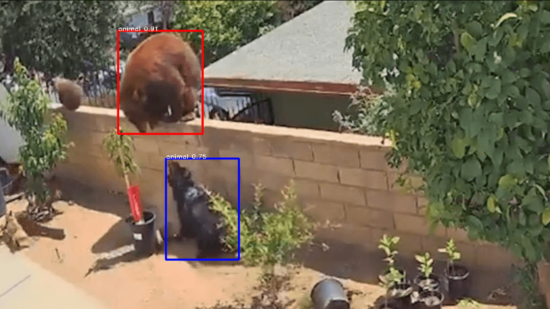 Animal Detection | CVEDIA | AI Video Analytics for any hardware